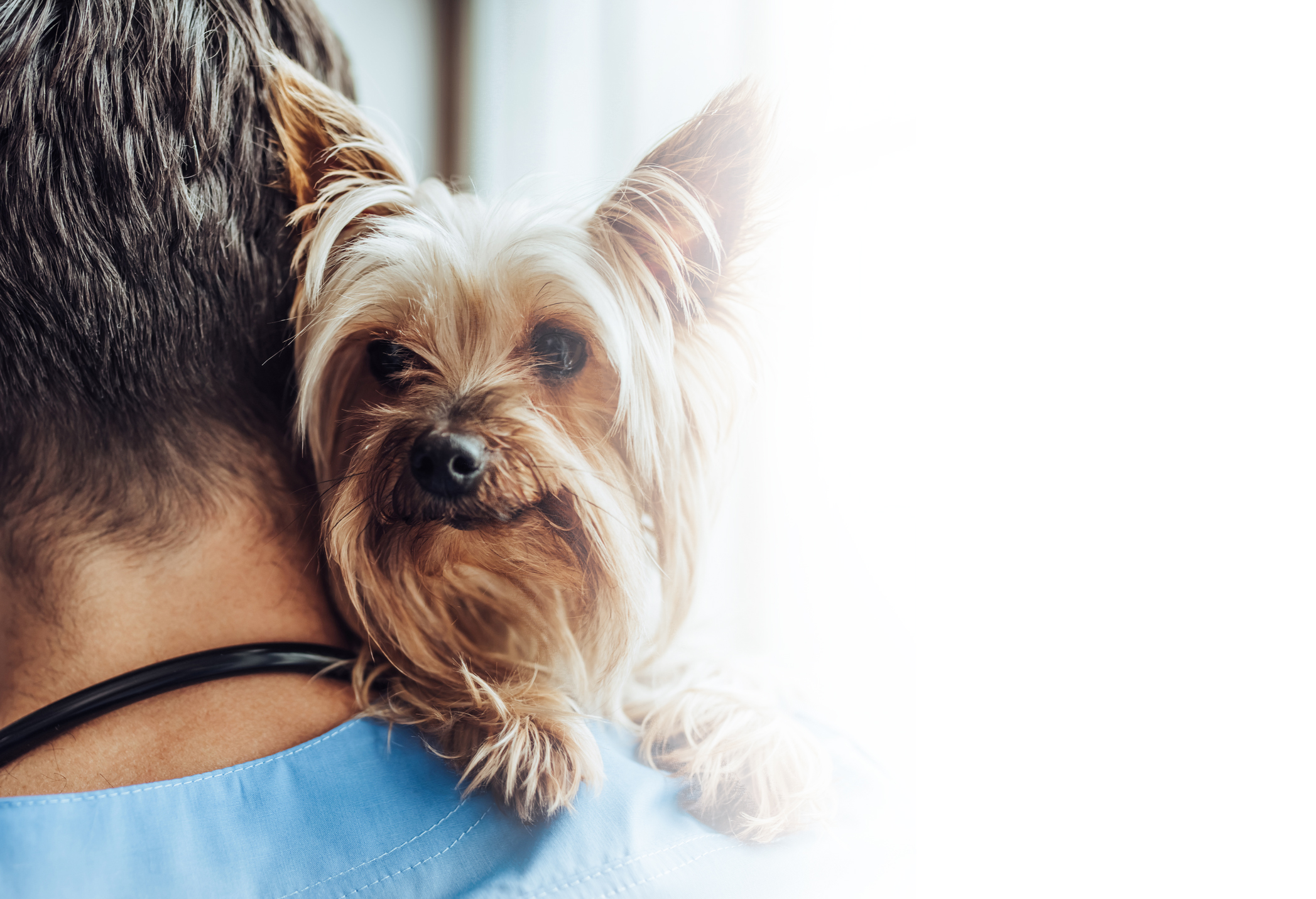SuperVet | Mobile Vet for your Senior Pet Care