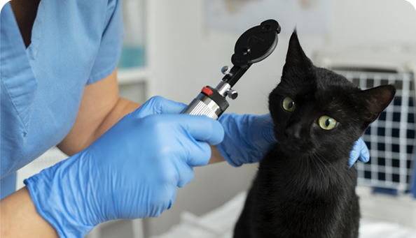 About US | SuperVet Mobile Vet Clinic